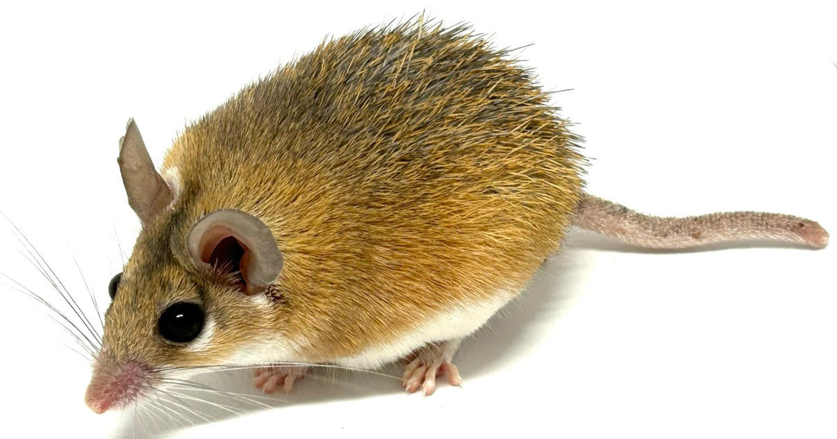 UK study explores how macrophages regulate regenerative healing in spiny mice | UKNow